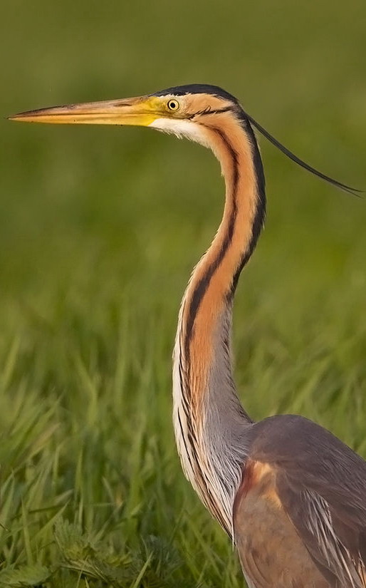 Purperreigers weer terug in de Nieuwkoopse Plassen | Natuurmonumenten