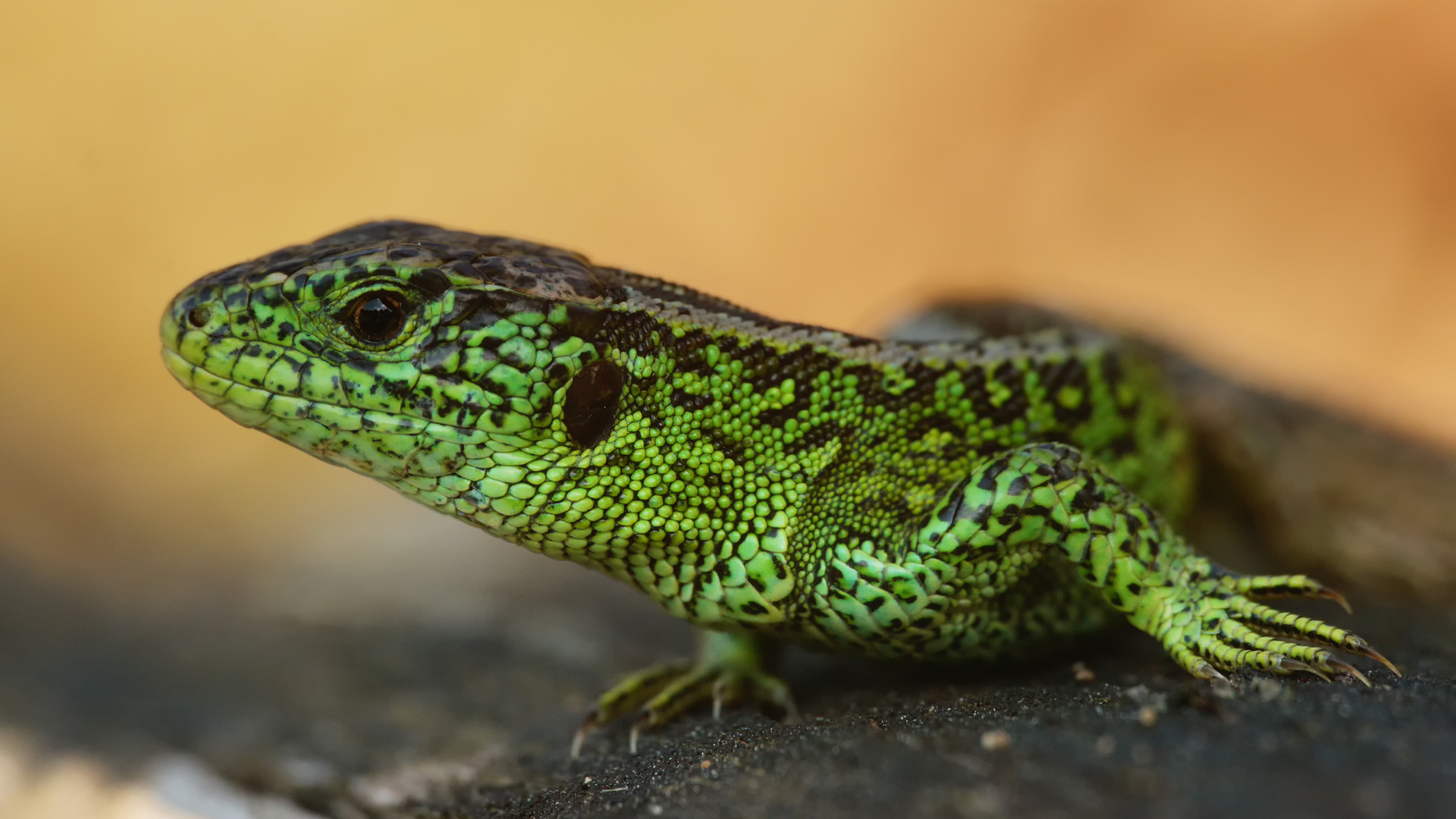 Op zoek naar jonge reptielen in het Bergherbos | Natuurmonumenten