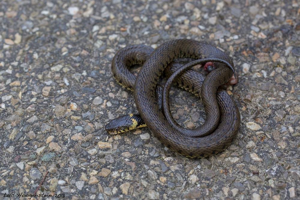 Ringslangen nog actief door warm herfstweer | Natuurmonumenten