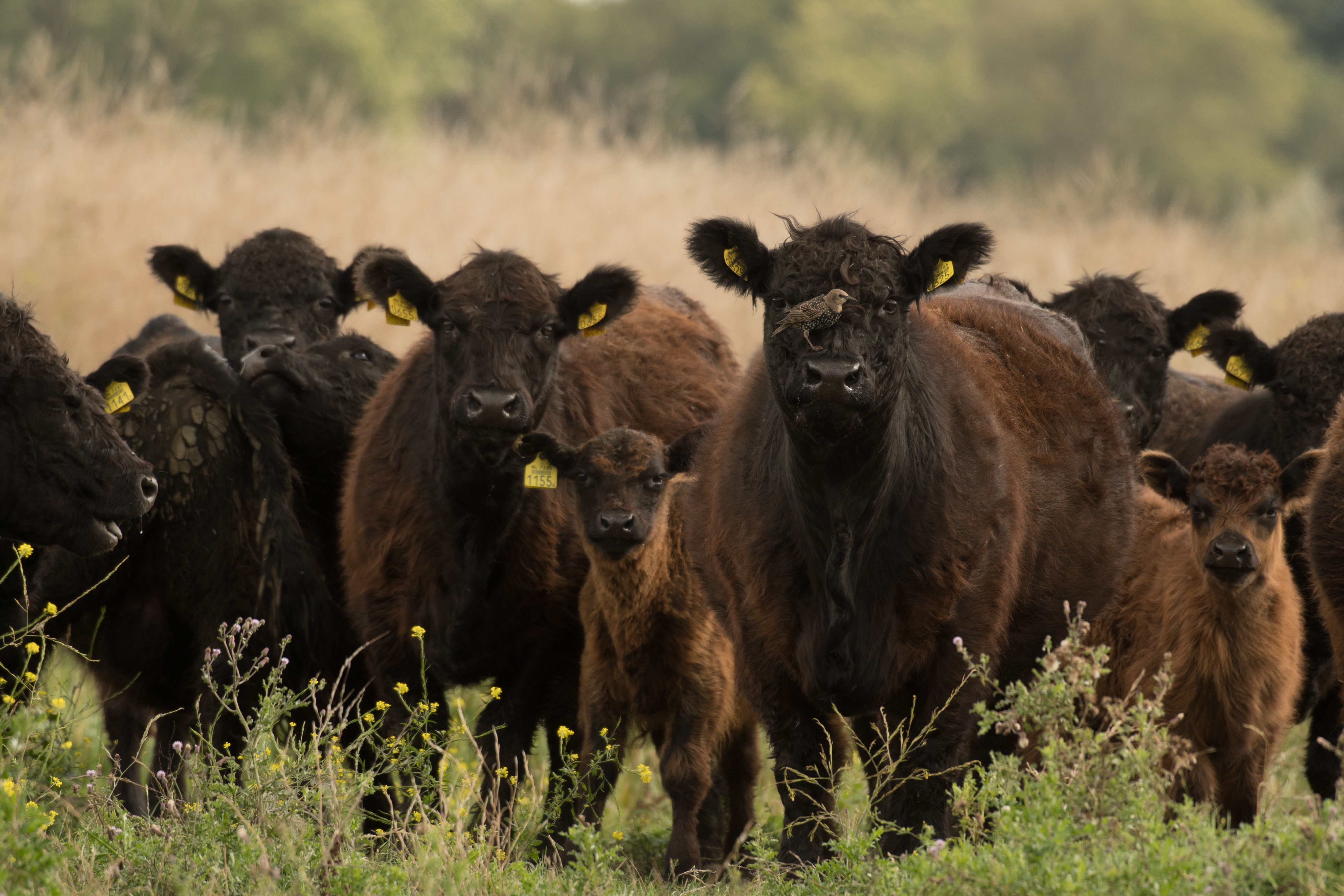 Lezing over de Galloways van het Naardermeer | Natuurmonumenten