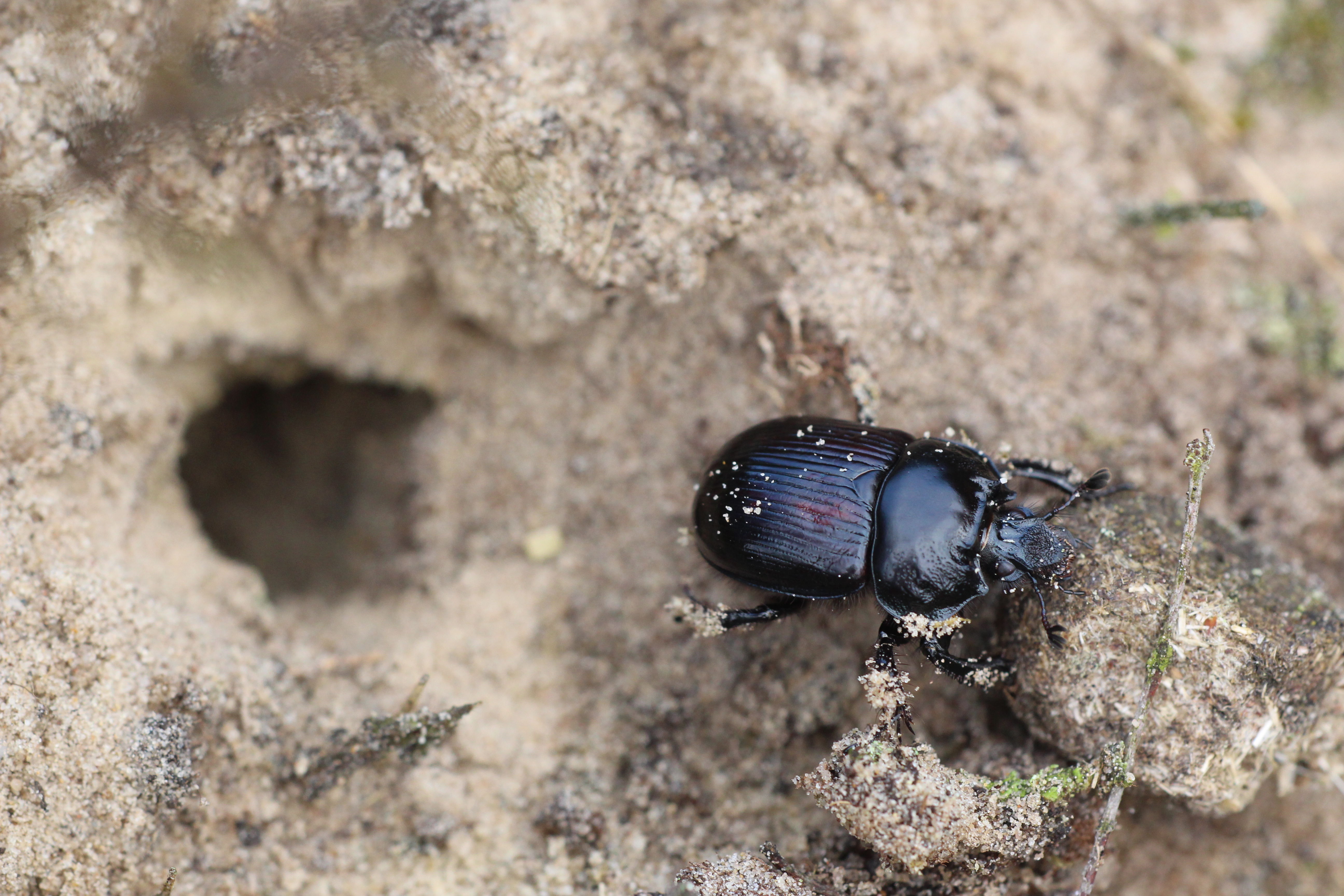Wandel op Kampina en tel de mestkevers die je ziet | Natuurmonumenten