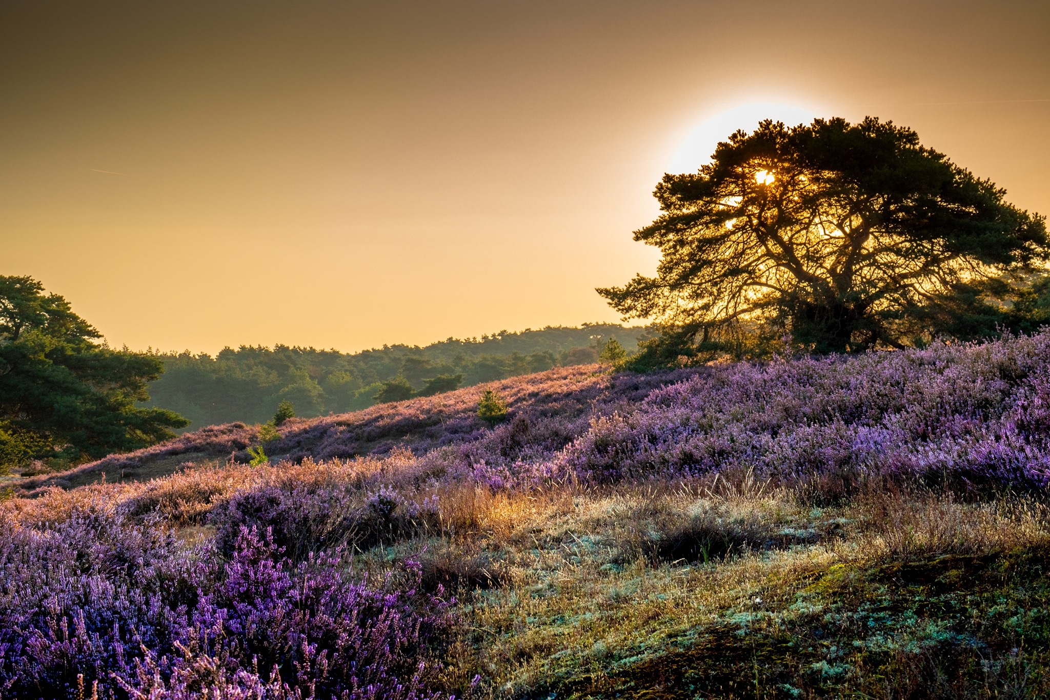 Excursieprogramma Brunssummerheide weer van start | Natuurmonumenten