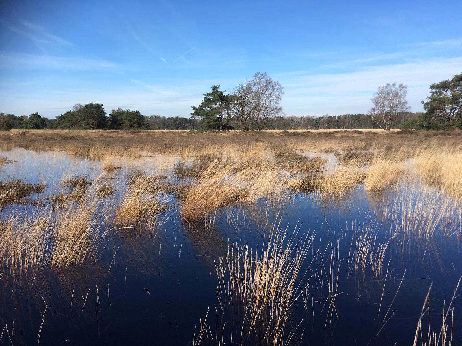 Buurserzand - Natuurgebied | Natuurmonumenten