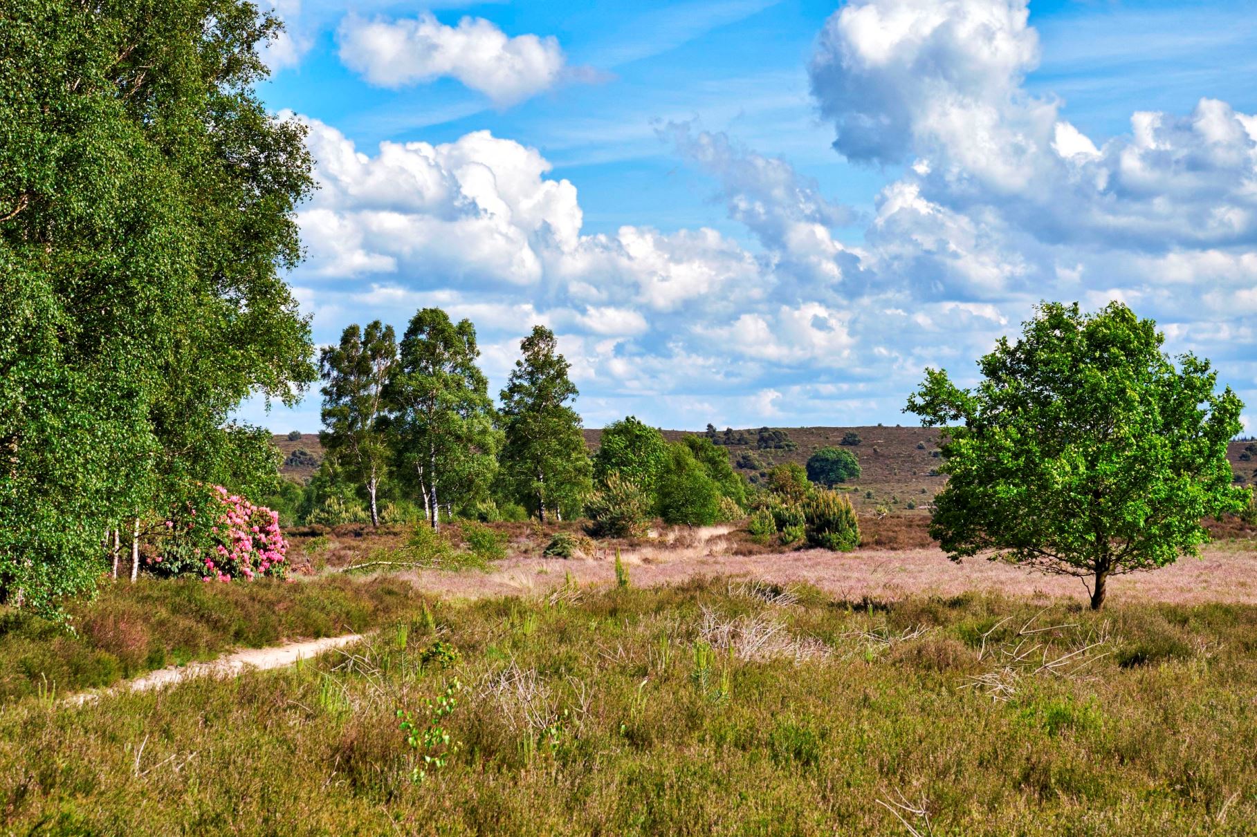 Heidebeheer, hoe werkt dat? | Natuurmonumenten