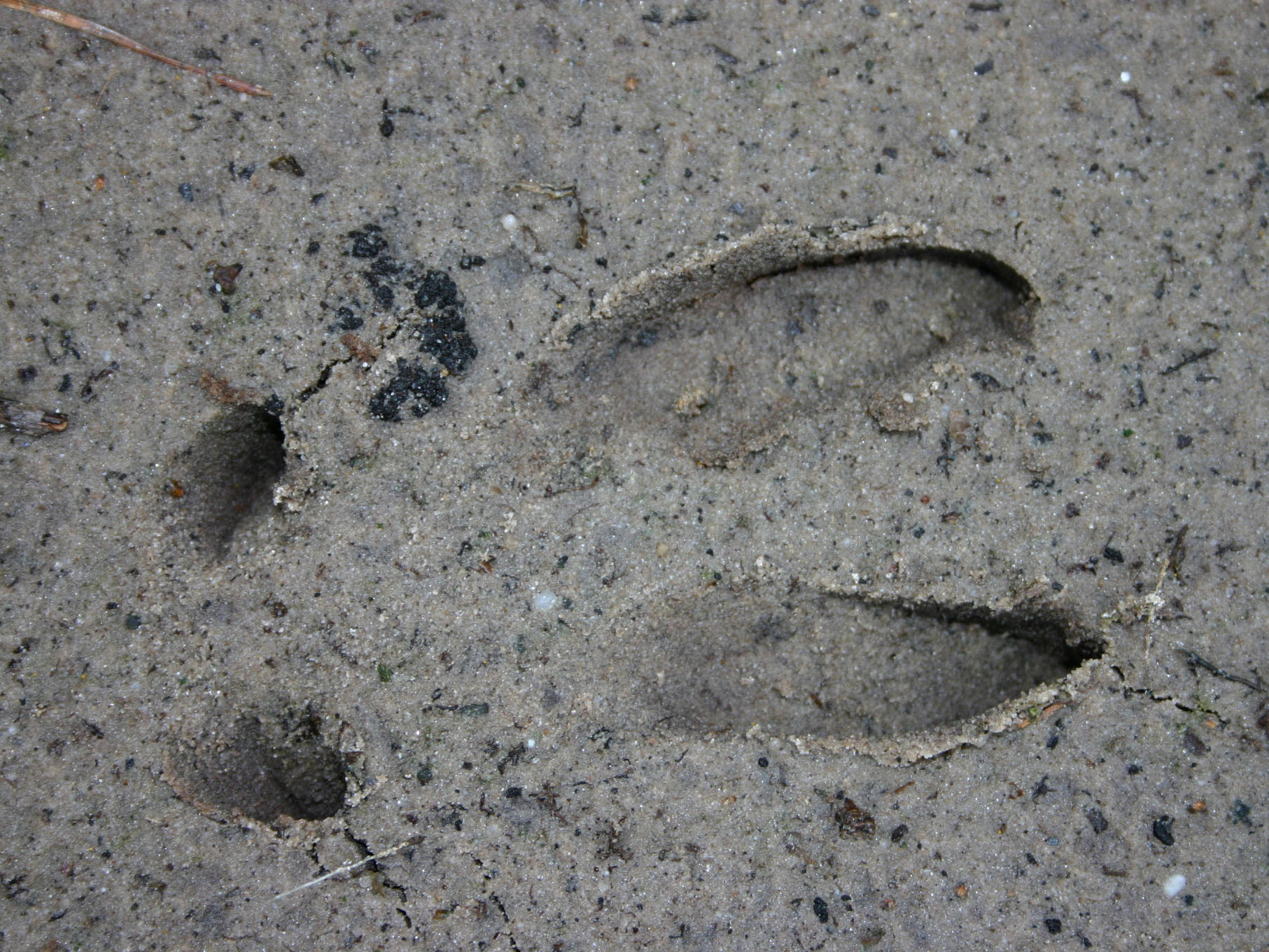 Met de boswachter op zoek naar sporen in de Loenense bossen ...