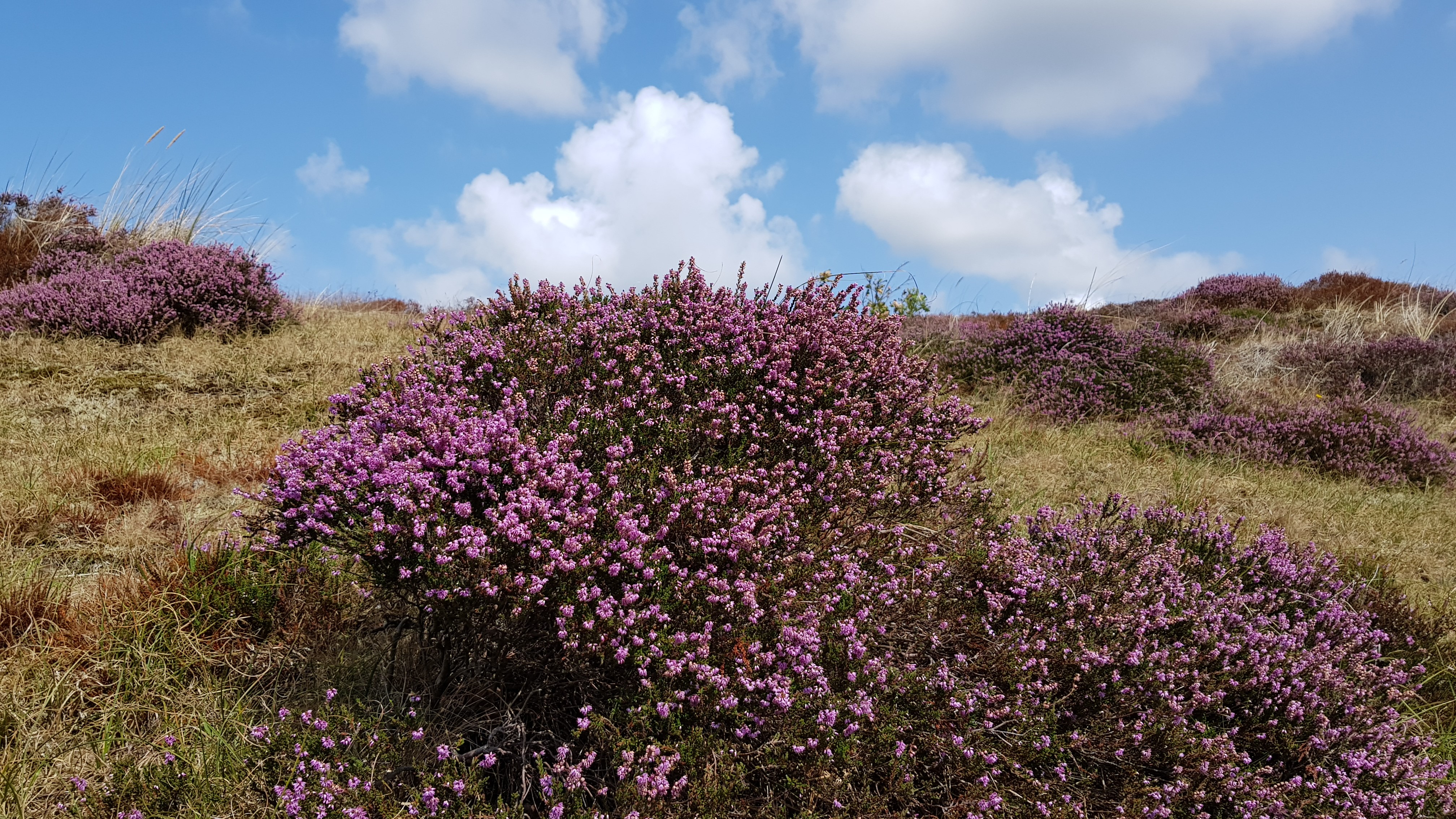 Kleurige heide is onderweg | Natuurmonumenten