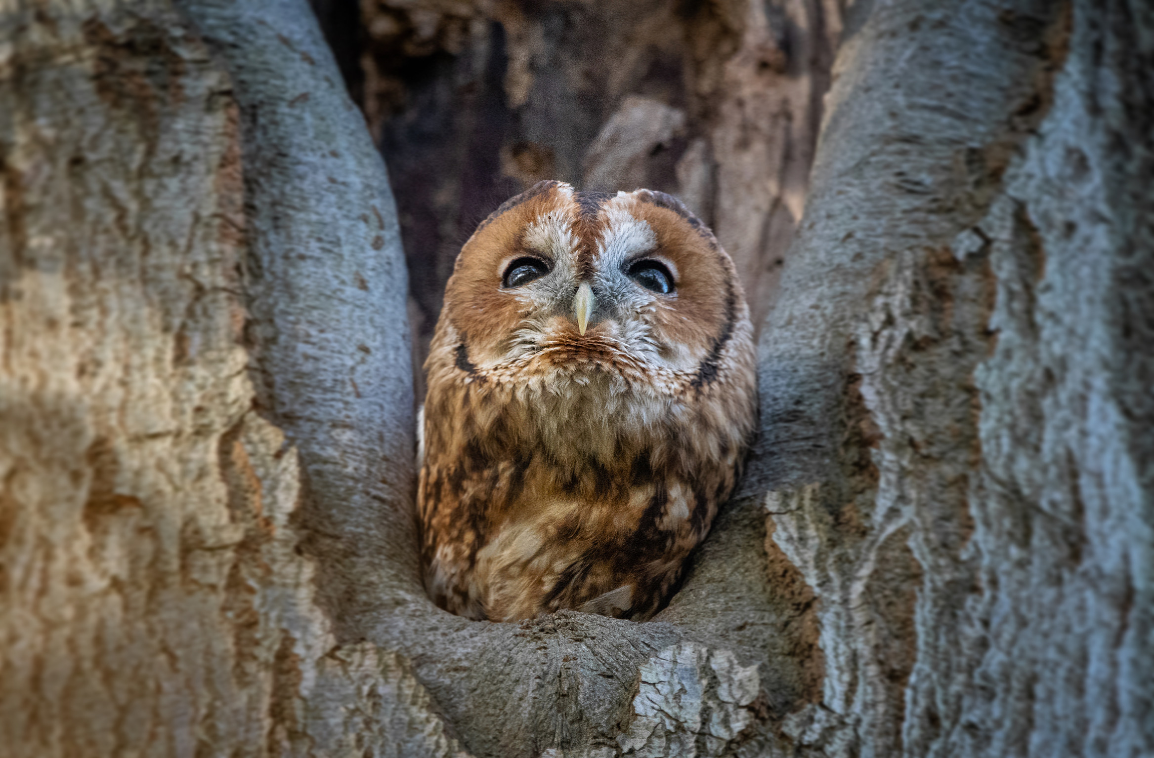 Het broedseizoen van de bosuil is begonnen! | Natuurmonumenten