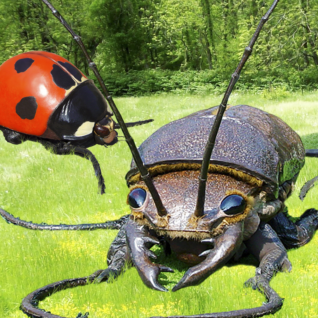 Big Bugs | Natuurmonumenten