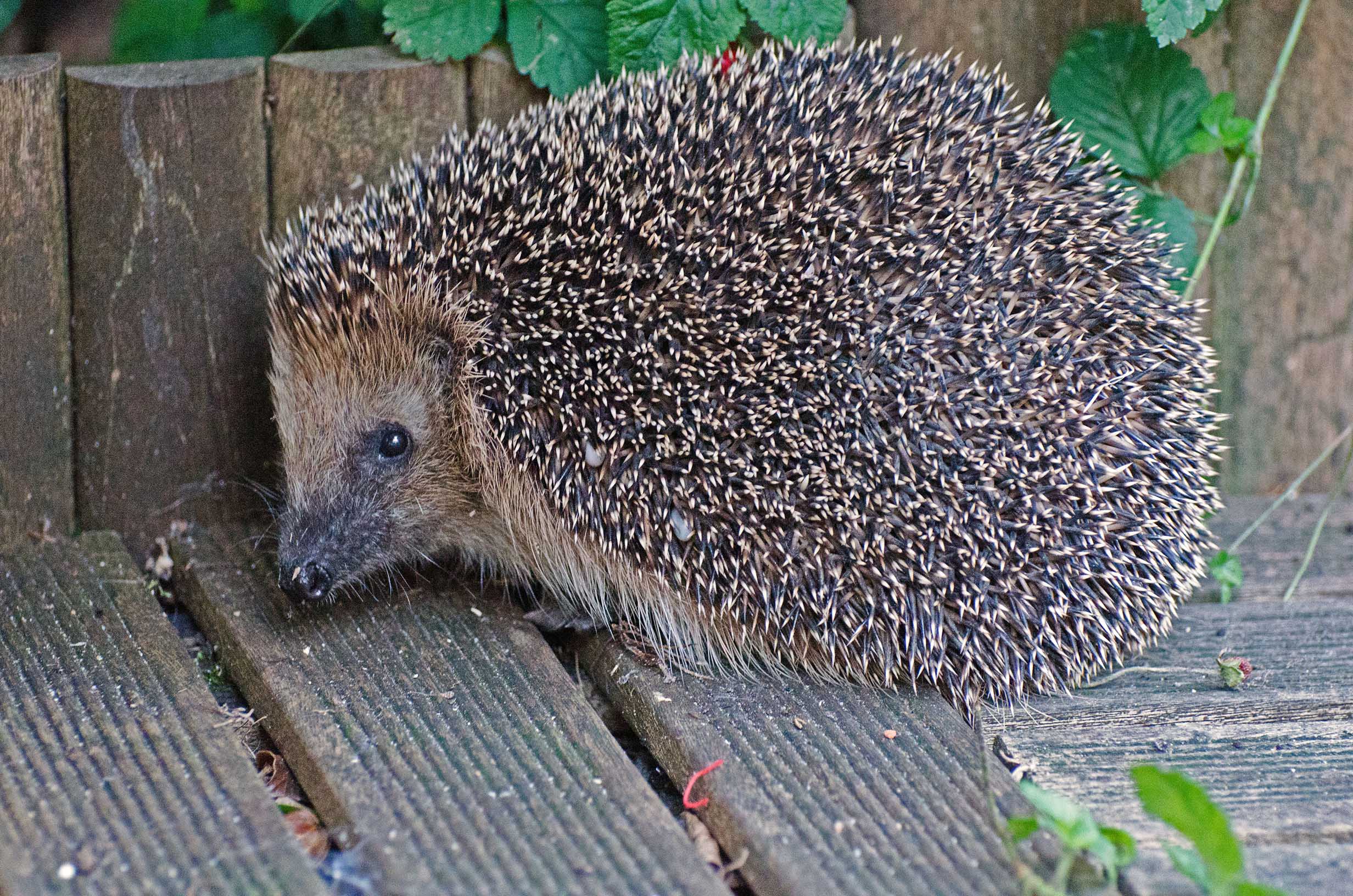 Maak een egelsnelweg - OERRR | Natuurmonumenten