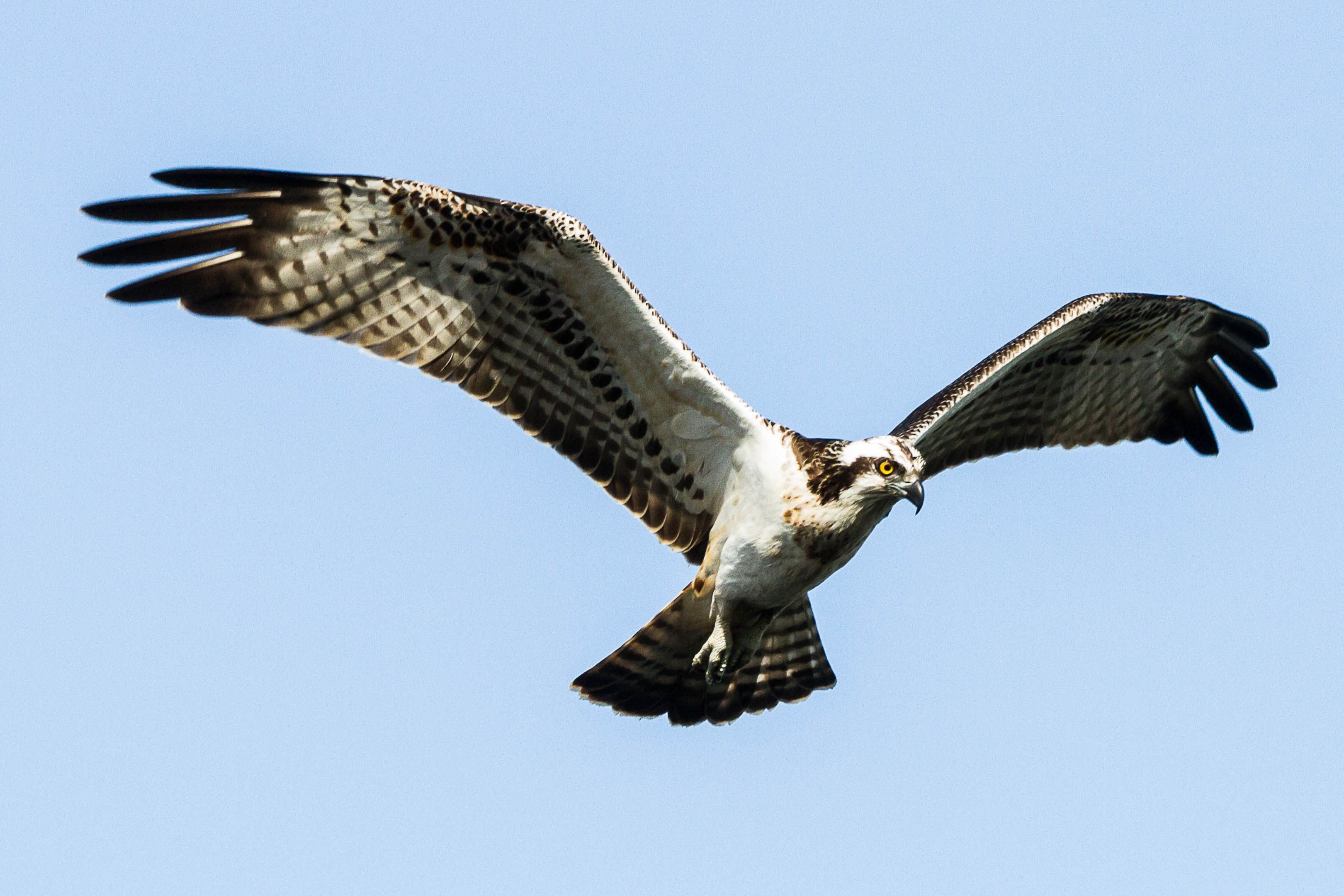Visarend op bezoek | Natuurmonumenten