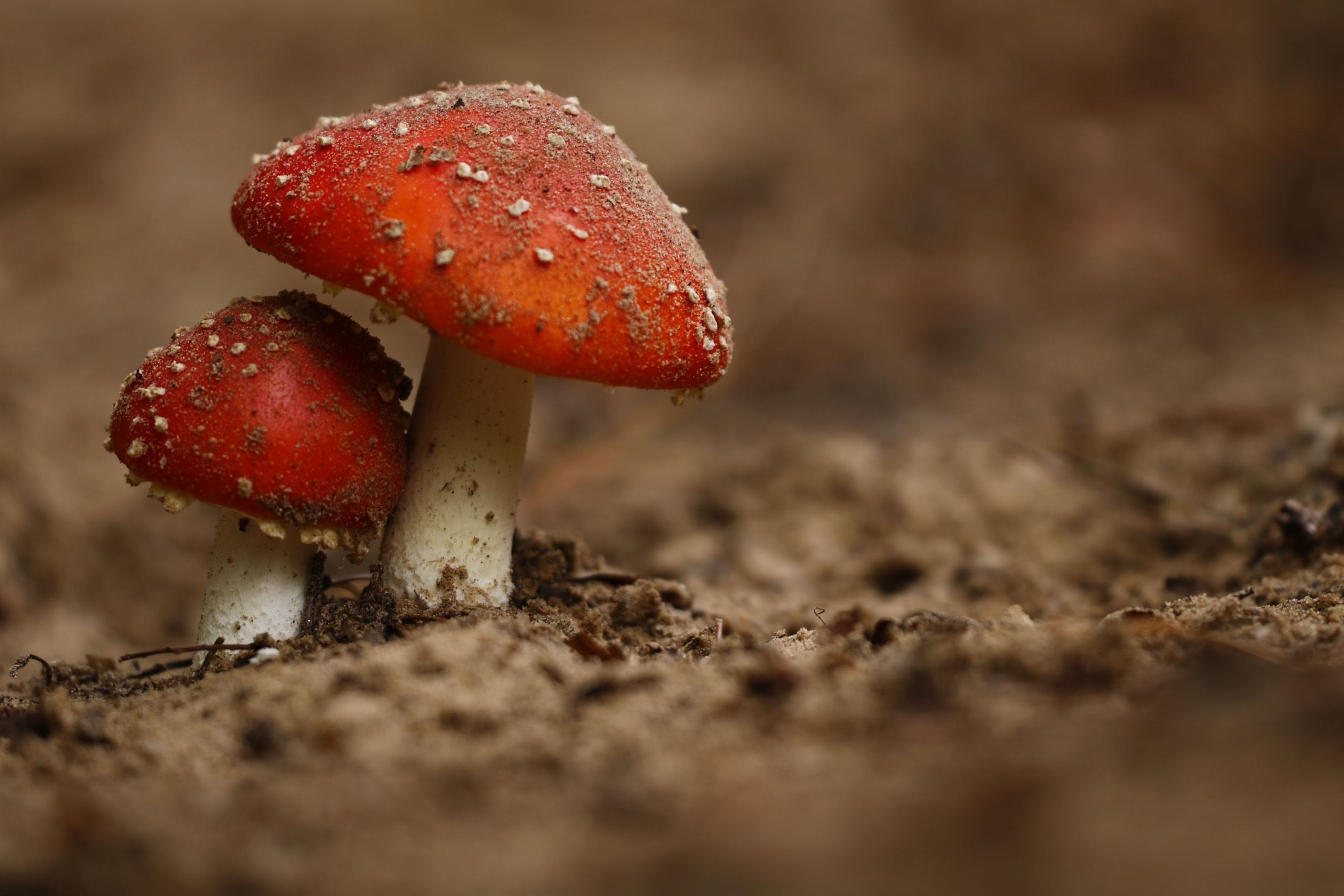 Magische schimmels | Natuurmonumenten