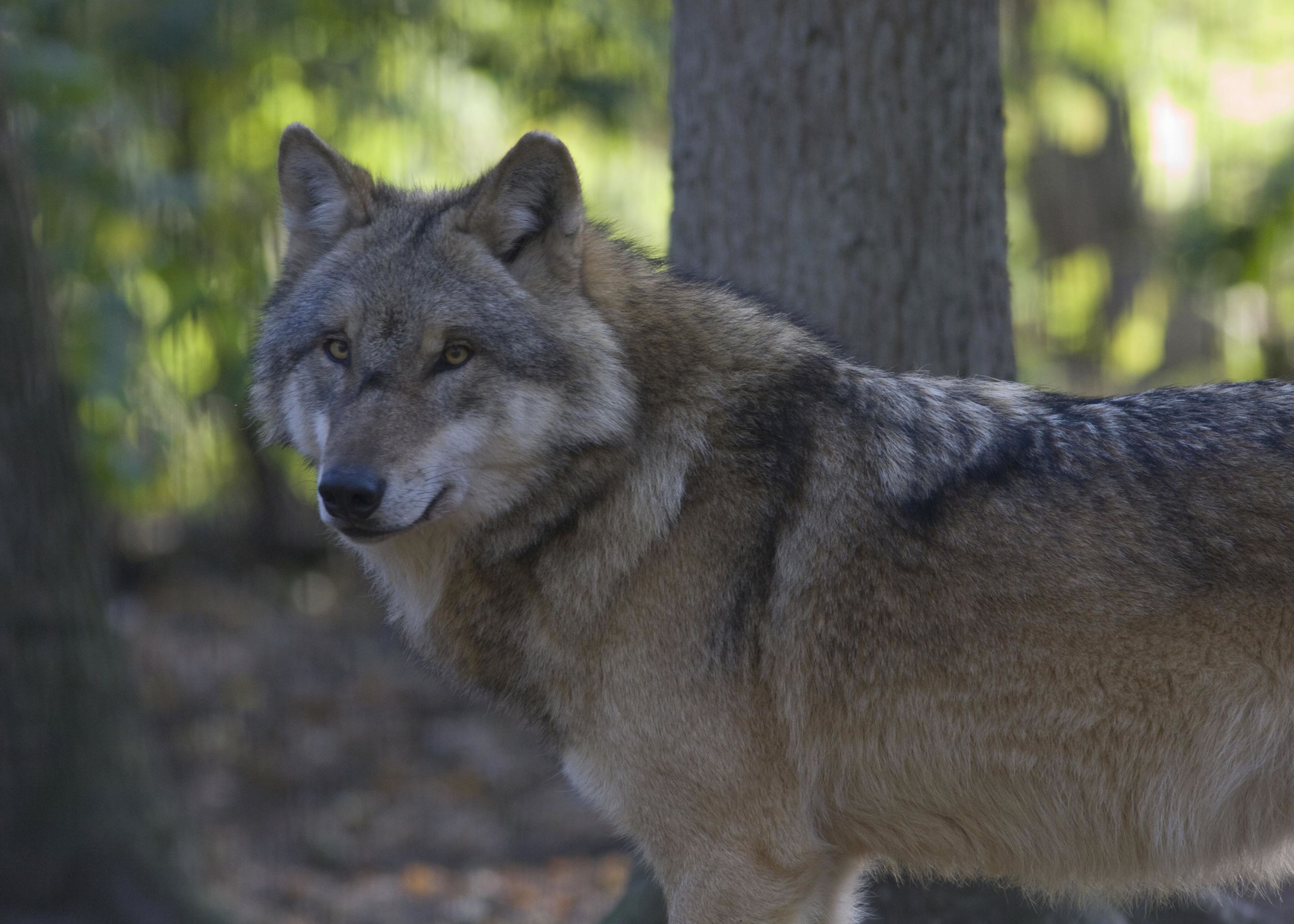 Wolvenwelpen gezien op de Midden-Veluwe | Natuurmonumenten