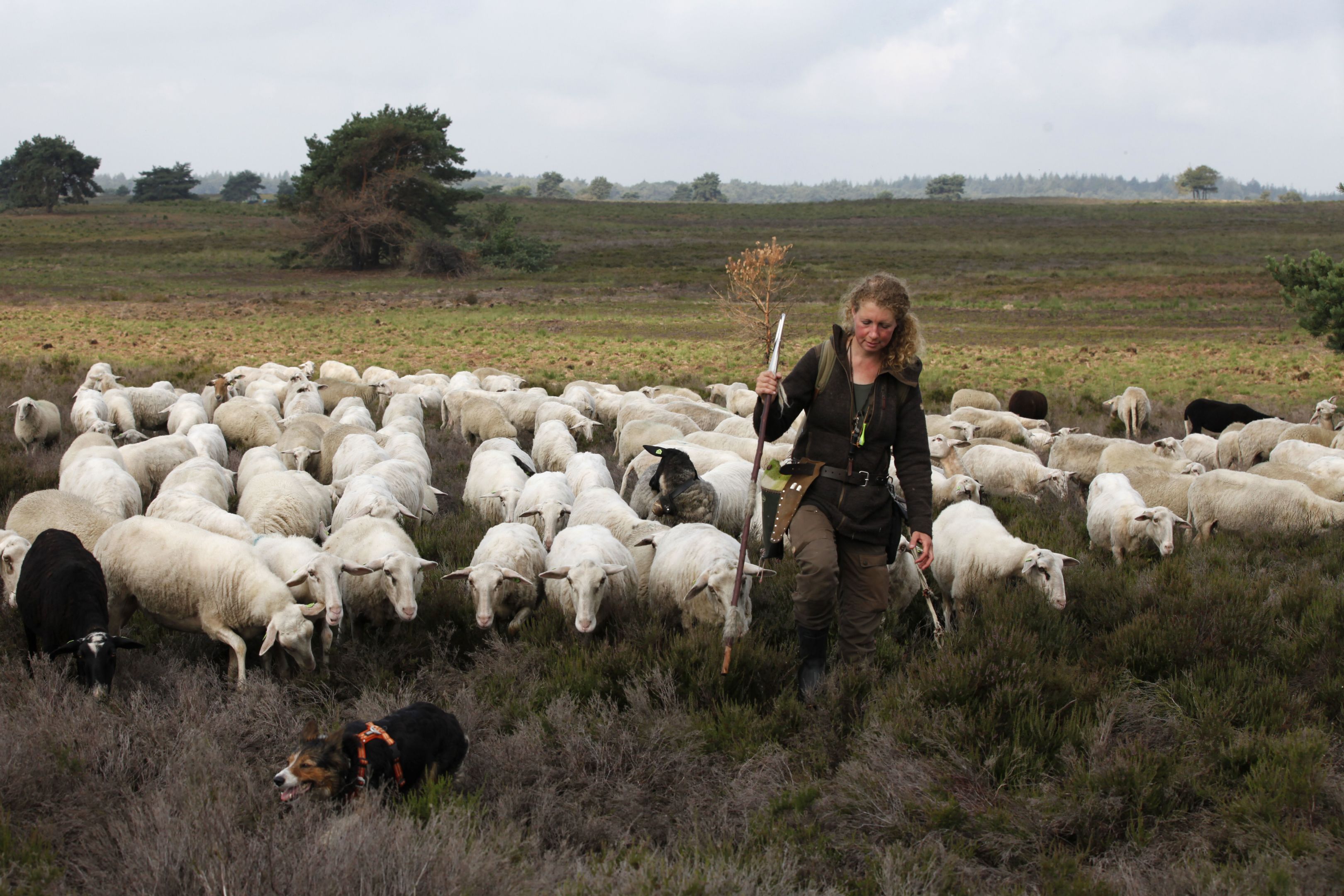 De wolf eet vooral schaap. Feit of fabel? | Natuurmonumenten