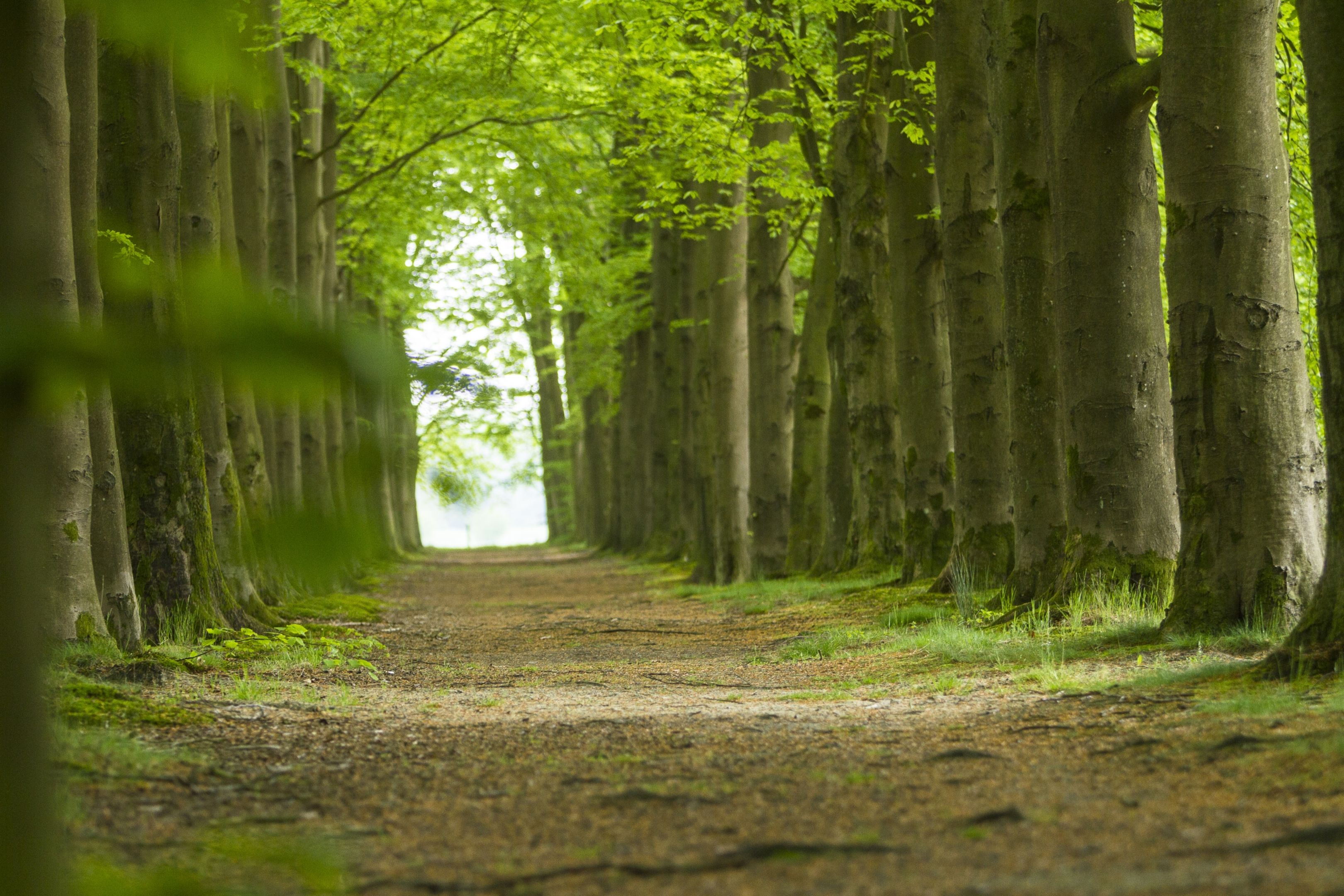 Woudhuizen - Natuurgebied | Natuurmonumenten
