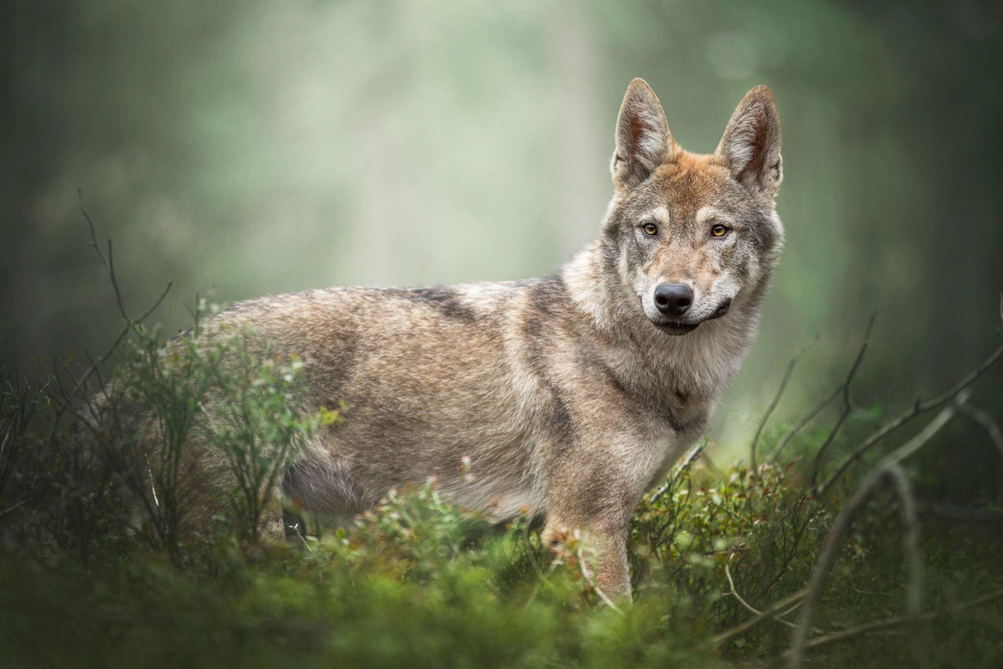 Wolf lijkt meer op ons dan ons lief is | Natuurmonumenten