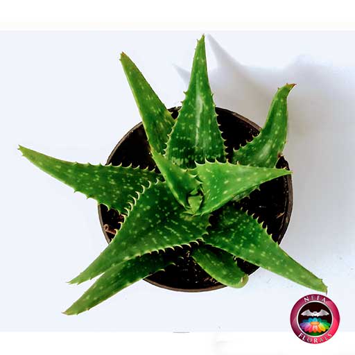 Sábila Aloe vera P-14 • Neea Flora - Plantas para Regalar ...