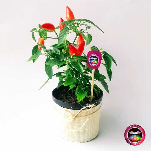 Planta ají ornamental Capsicum annuum 12cm matera plástica • Neea Flora ...