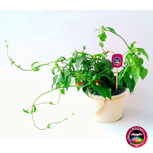 Planta fosforito Cuphea ignea 12cm matera plástica • Neea Flora ...