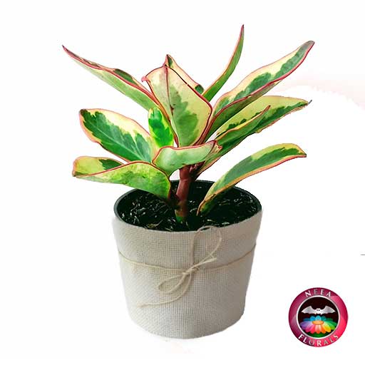Planta Conga Peperomia clusiifolia Jelly 10cm • Neea Flora - Vivero ...