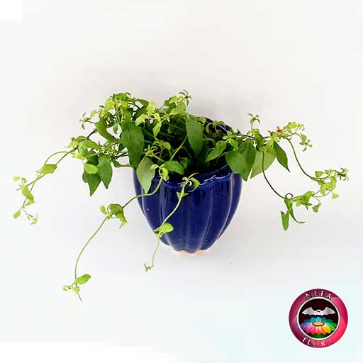 Planta fosforito Cuphea ignea 12cm matera cerámica tornillo • Neea ...