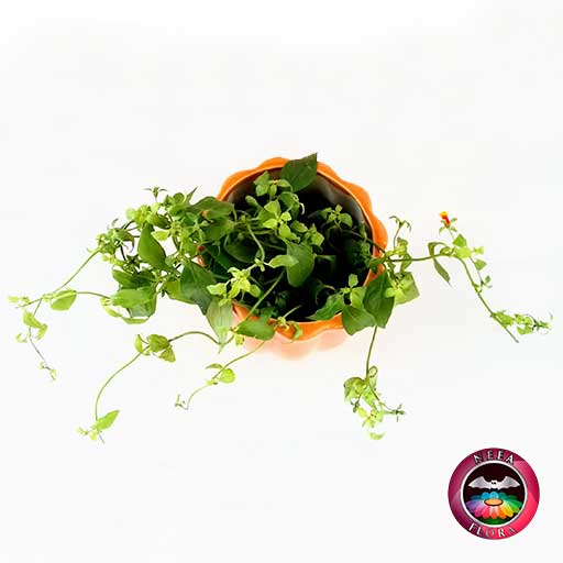 Planta fosforito Cuphea ignea 12cm matera cerámica tornillo • Neea ...