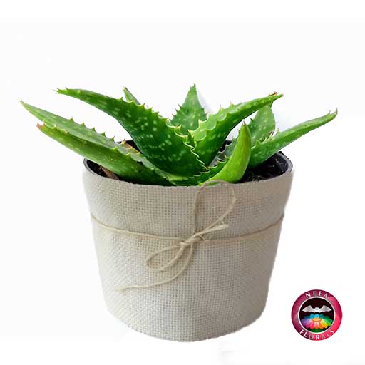 Sábila Aloe vera P-14 • Neea Flora - Recordatorios y Regalos con Suculentas