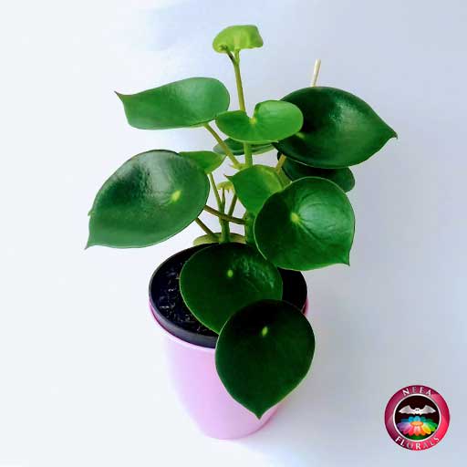 Planta cuchara Pilea peperomioidea en matera vaso • Neea Flora ...