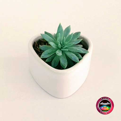 Suculenta matera cerámica corazón mini • Neea Flora - Recordatorios y ...