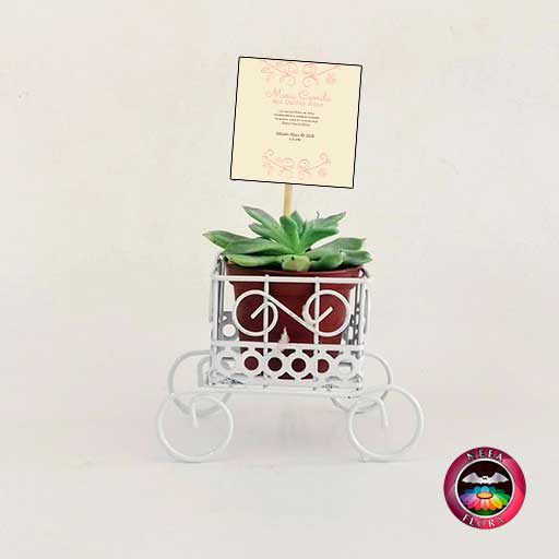 Suculentas recordatorios materas jaulas metálicas mini • Neea Flora ...