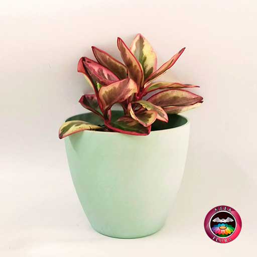 Planta Conga Peperomia clusiifolia 14cm matera plástica Vera • Neea ...