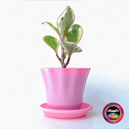 Planta Conga Peperomia clusiifolia 10cm matera plástica Rosalind • Neea ...