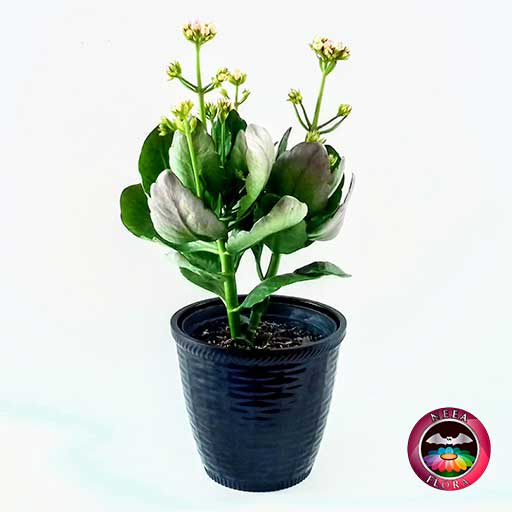 Calancoe escarlata Kalanchoe blossfeldiana 12cm matera plástica patrón ...