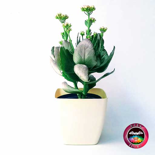 Calancoe escarlata Kalanchoe blossfeldiana 12cm matera plástica cubo ...