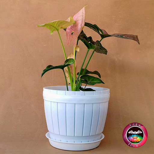 Singonio rosa Syngonium podophyllum 14cm matera plástica barril • Neea ...