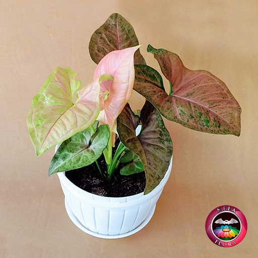 Singonio rosa Syngonium podophyllum 14cm matera plástica barril • Neea ...