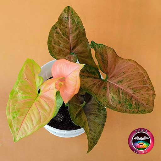 Singonio rosa Syngonium podophyllum 14cm matera plástica barril • Neea ...