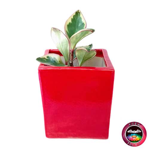Planta Conga Peperomia clusiifolia 10cm matera cerámica cubo Eliza ...