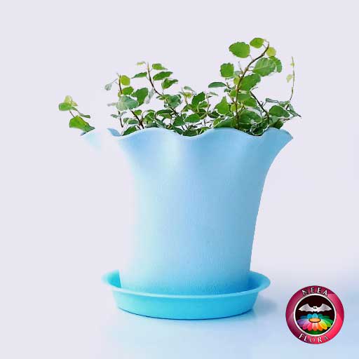 Ficus rastrero Ficus pumila 10cm matera plástica Florence • Neea Flora ...