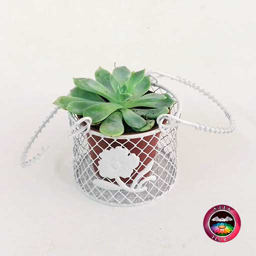 Suculentas recordatorios materas jaulas metálicas mini • Neea Flora ...