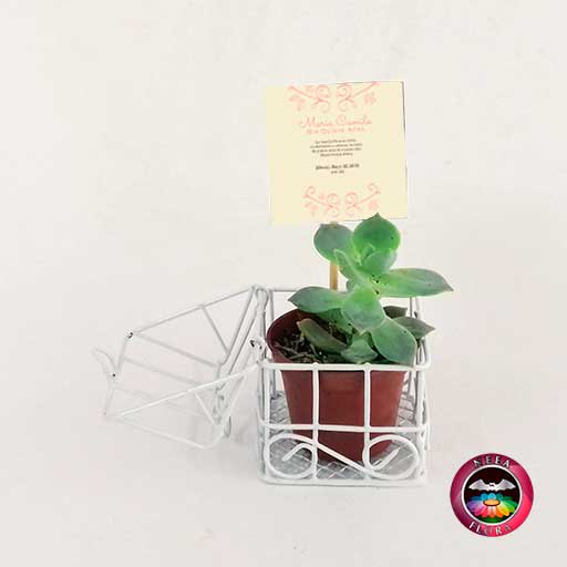 Suculentas recordatorios materas jaulas metálicas mini • Neea Flora ...