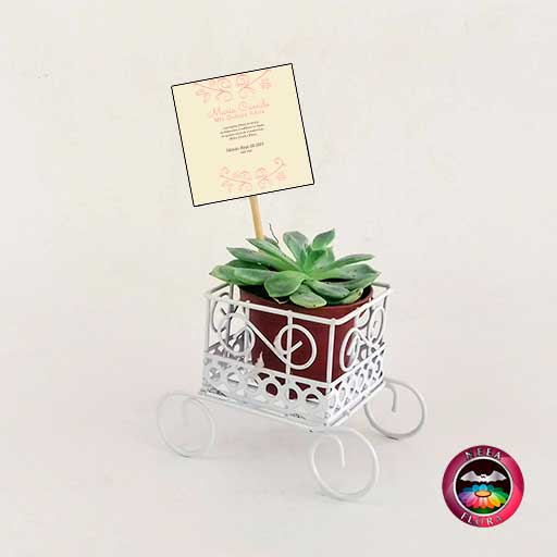 Suculentas recordatorios materas jaulas metálicas mini • Neea Flora ...