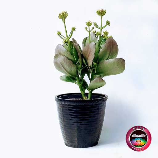 Calancoe escarlata Kalanchoe blossfeldiana 12cm matera plástica patrón ...