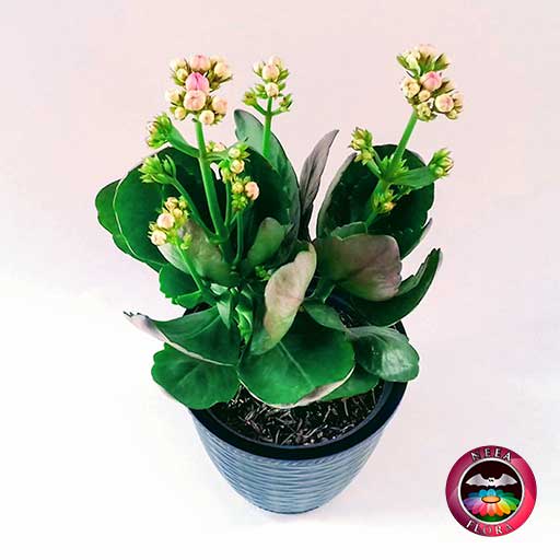 Calancoe escarlata Kalanchoe blossfeldiana 12cm matera plástica patrón ...