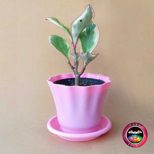 Planta Conga Peperomia clusiifolia 10cm matera plástica Rosalind • Neea ...