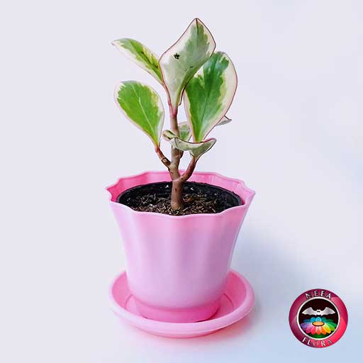 Planta Conga Peperomia clusiifolia 10cm matera plástica Rosalind • Neea ...
