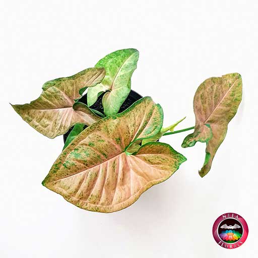 Singonio rosa Syngonium podophyllum 14cm matera plástica • Neea Flora ...