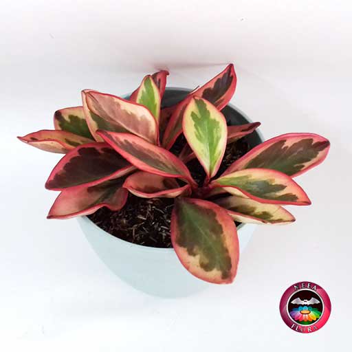 Planta Conga Peperomia clusiifolia 14cm matera plástica Vera • Neea ...