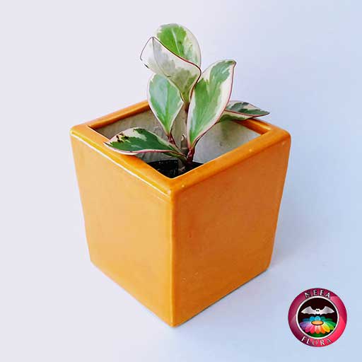 Planta Conga Peperomia clusiifolia 10cm matera cerámica cubo Eliza ...