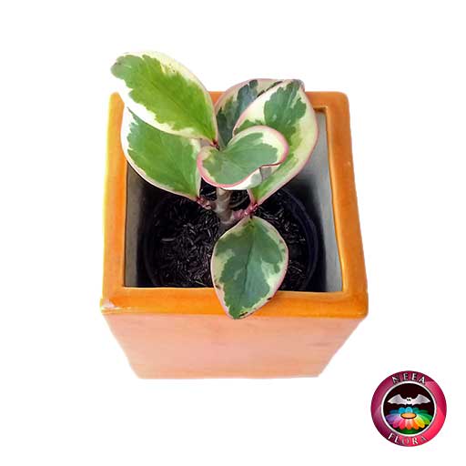 Planta Conga Peperomia clusiifolia 10cm matera cerámica cubo Eliza ...