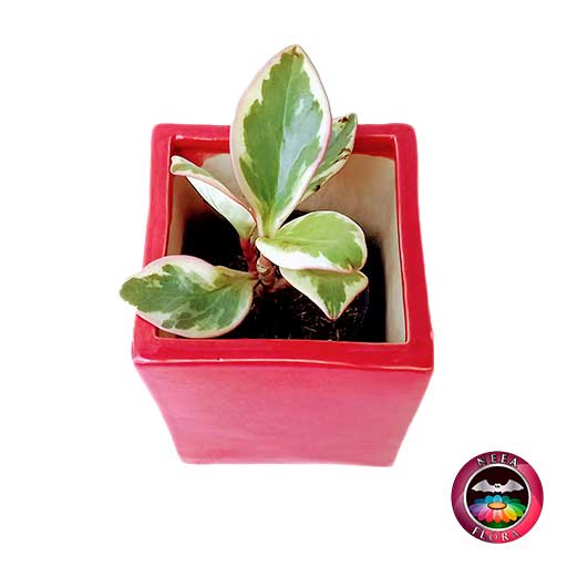 Planta Conga Peperomia clusiifolia 10cm matera cerámica cubo Eliza ...
